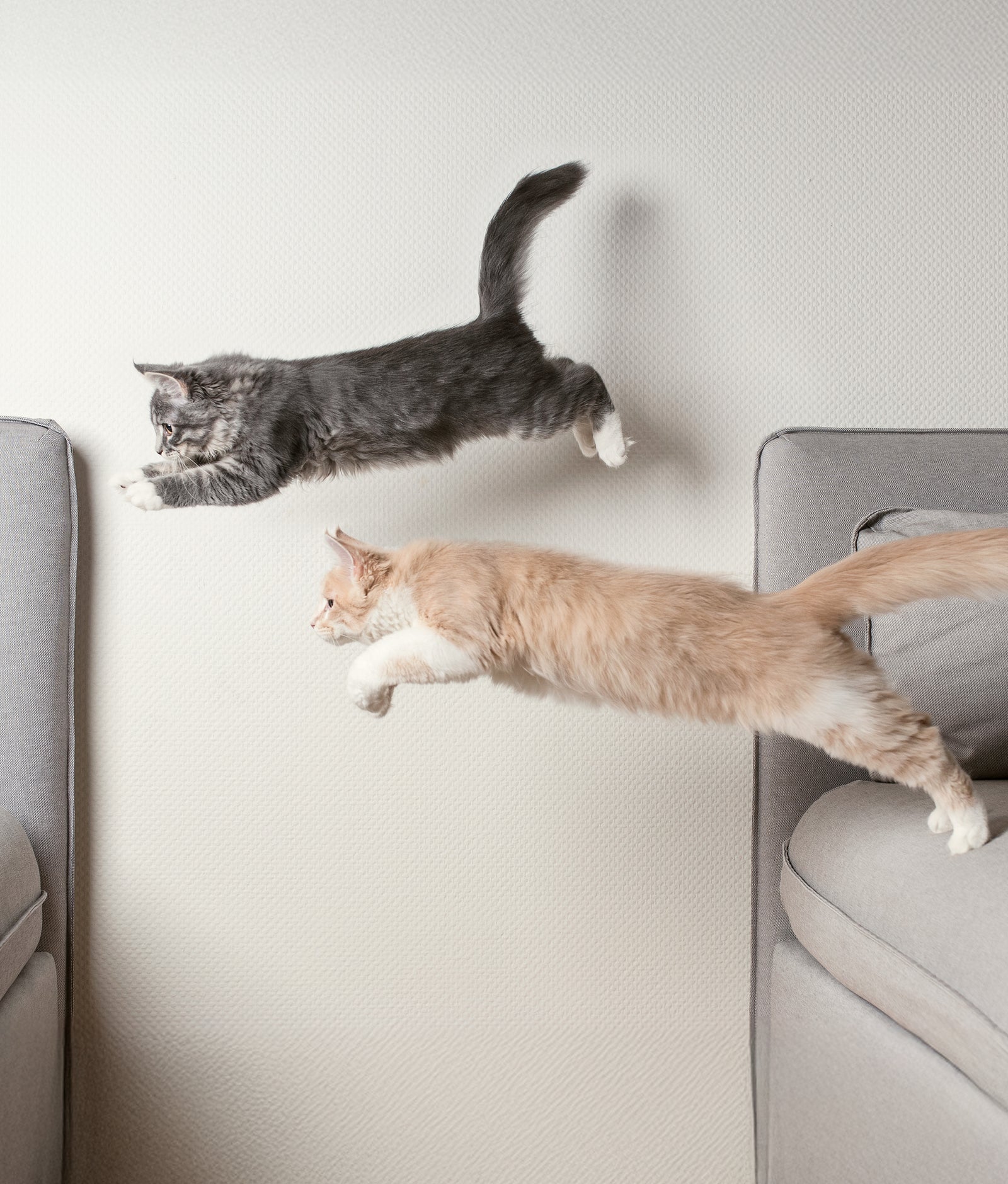 Complément Alimentaire Arthrose Chat | Stylla Mobility